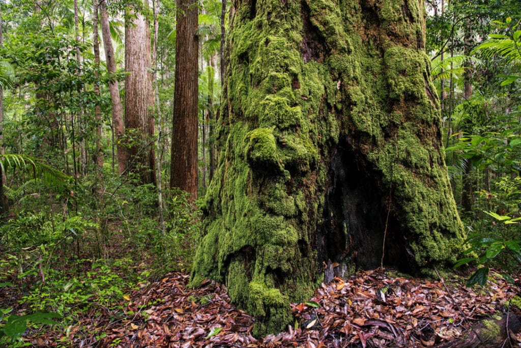 Nature Impact Collective | Protecting Australia's Natural Environments